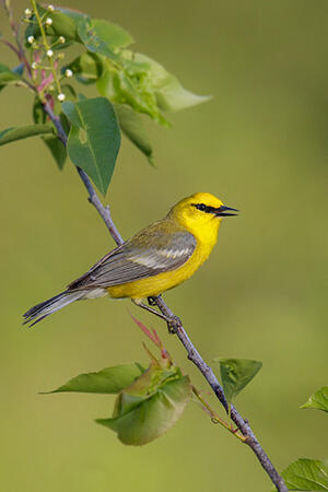 Blue-winged Warbler | Mass.gov